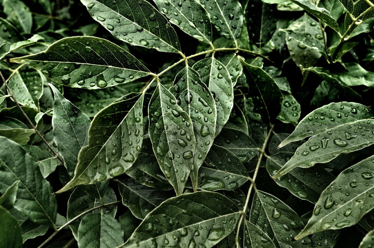 Exploring the Mesmerizing Beauty of Curly Plants in Nature: A ...