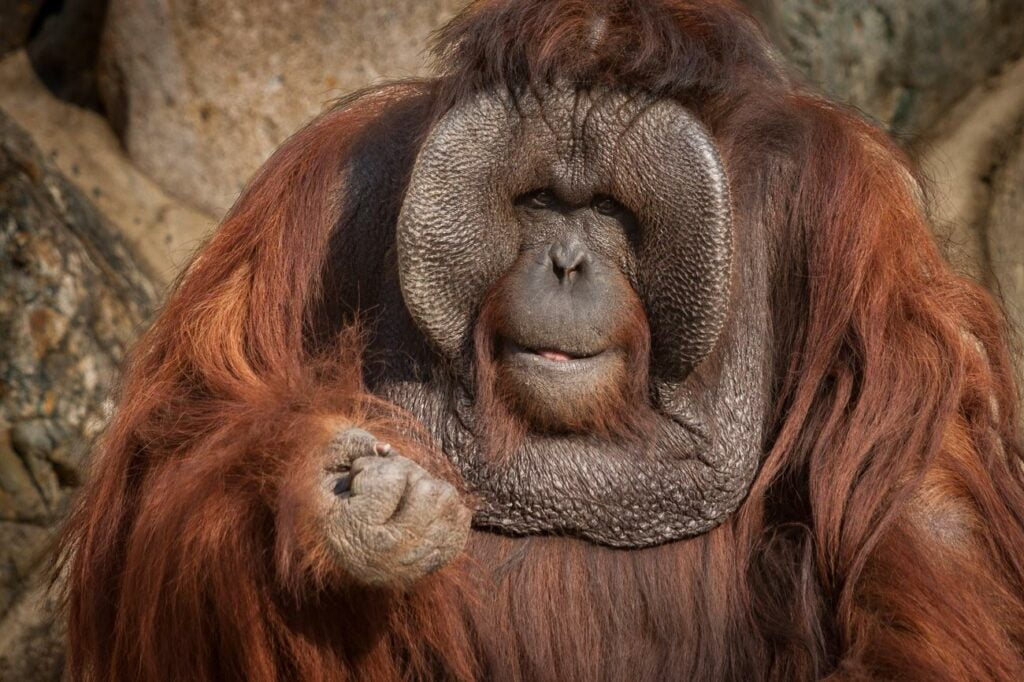 Bornean Orangutans Unveiled: Fascinating Insights from a Wildlife ...