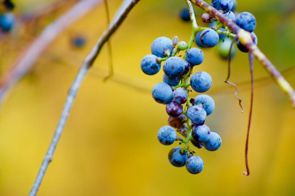 Berry Bonanza: Uncovering Fun Facts About Berries