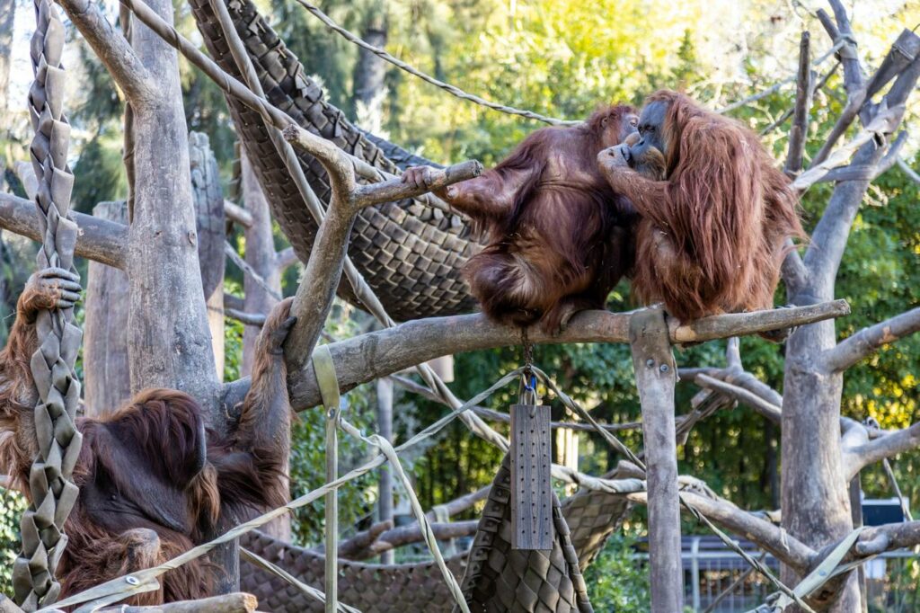 Unveiling the Enchanting Physicality of Orangutans
