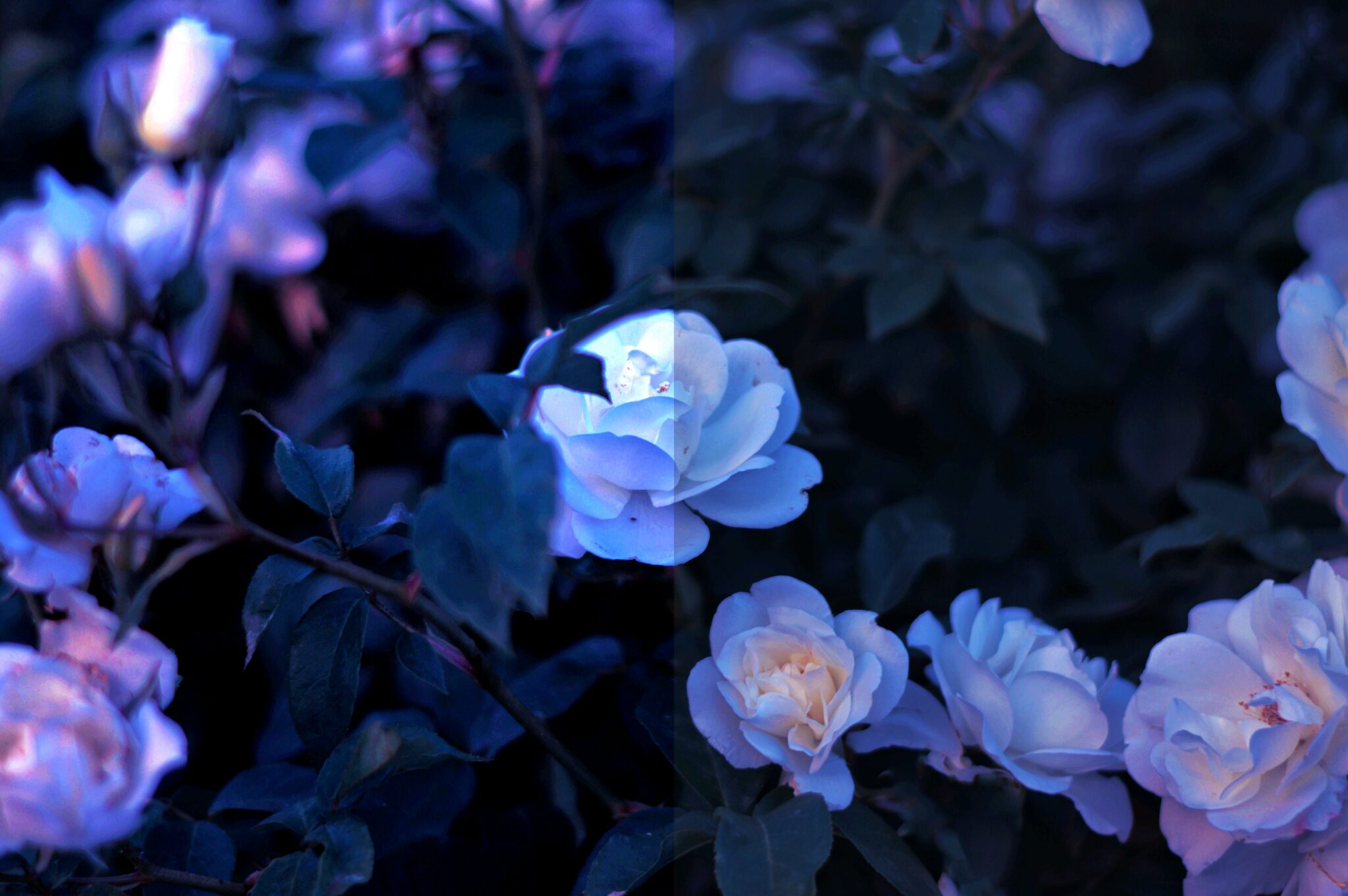 Blooming Love: Unveiling the Romantic Facts About Flowers