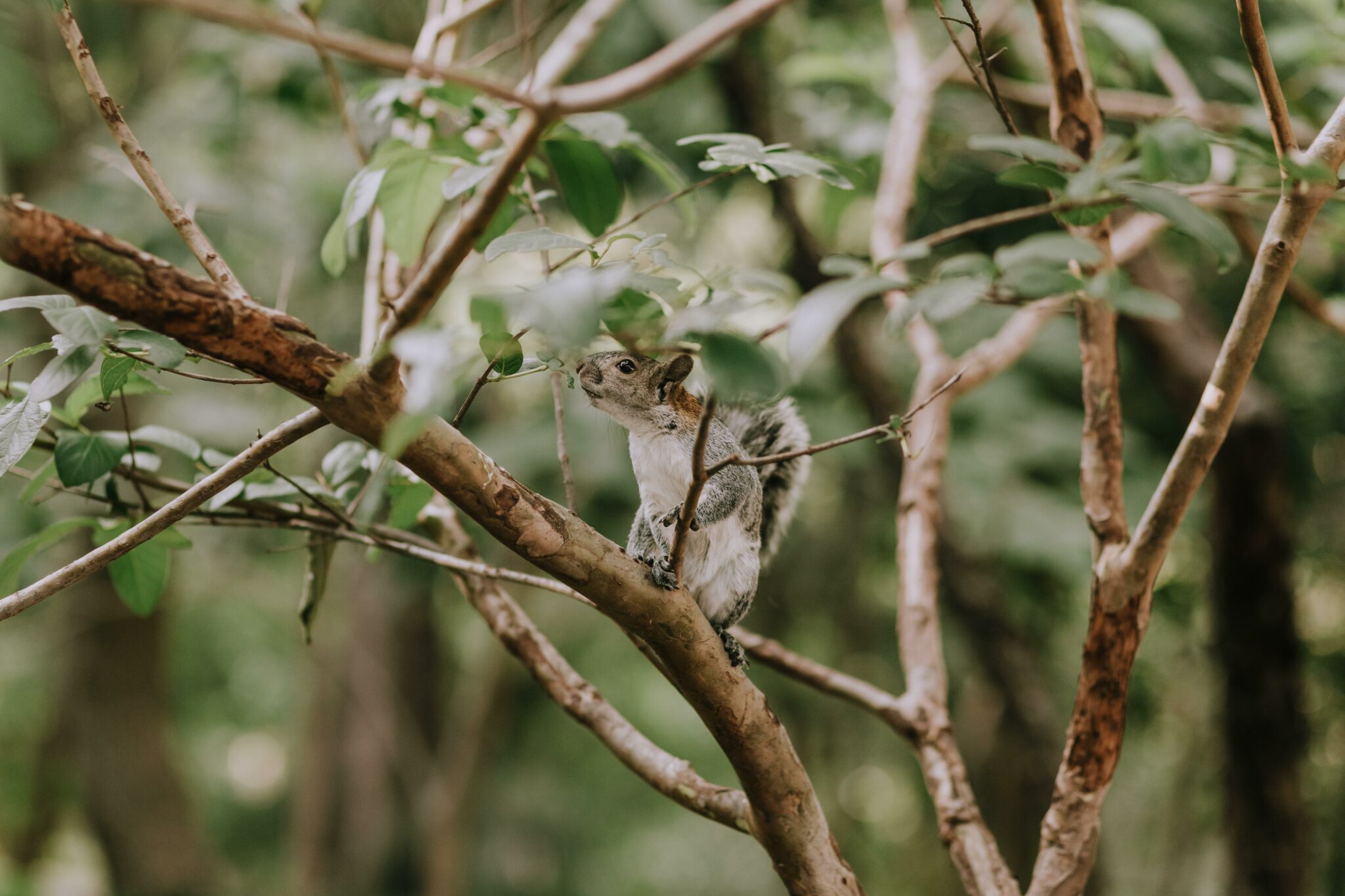 Exploring Guadalajara's Cultural Traditions: Authentic Insights Into ...