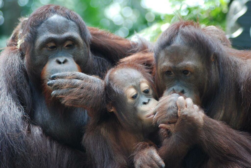 Unveiling the Remarkable Appearance of Orangutans: A Primate Insight