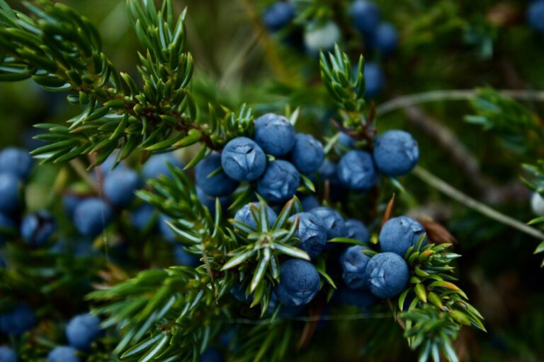Unveiling Astonishing Blueberry Muffin Facts: A Culinary Journey
