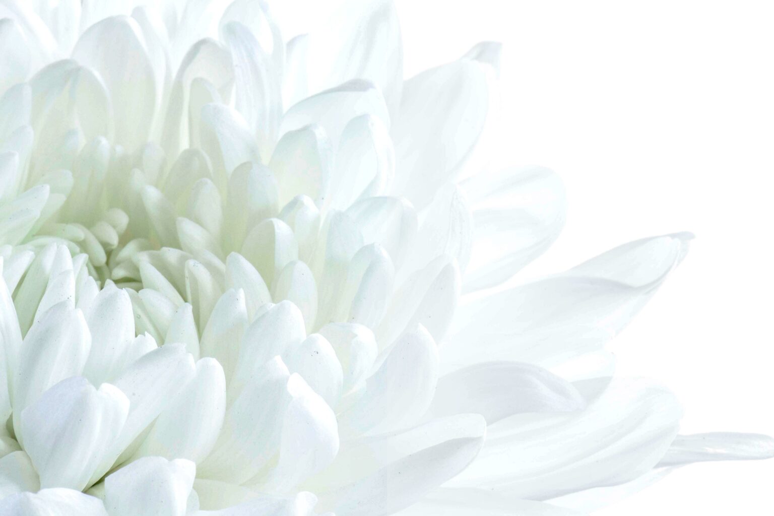 Fascinating Floral Insights: Unveiling Captivating Facts about Flowers