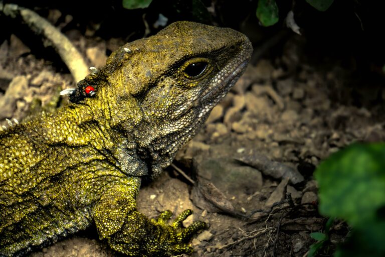 Digging up the Past: Fascinating Facts about Fossils Unearthed