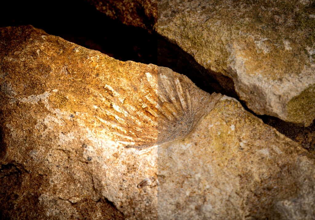 Fossil Fun for KS2: Unearthing Fascinating Facts!