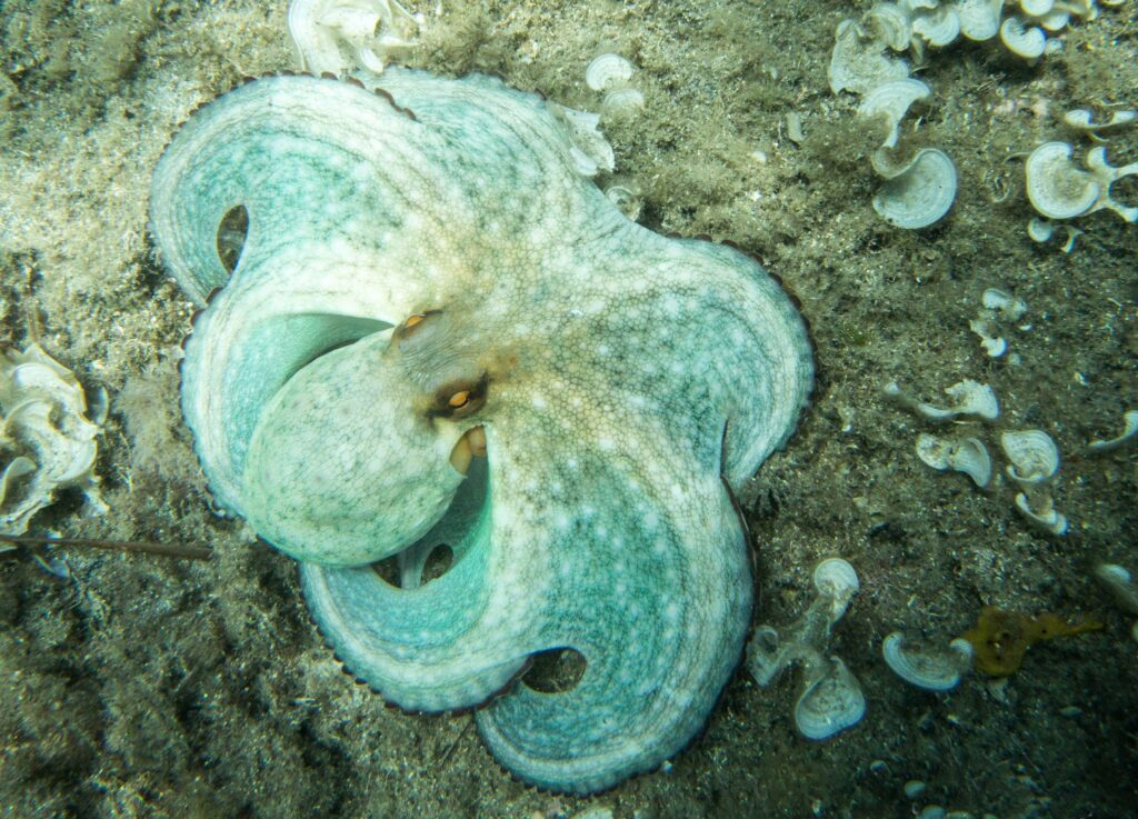 Revealing Fascinating Glass Octopus Facts: Enigmatic Cephalopod Wonders