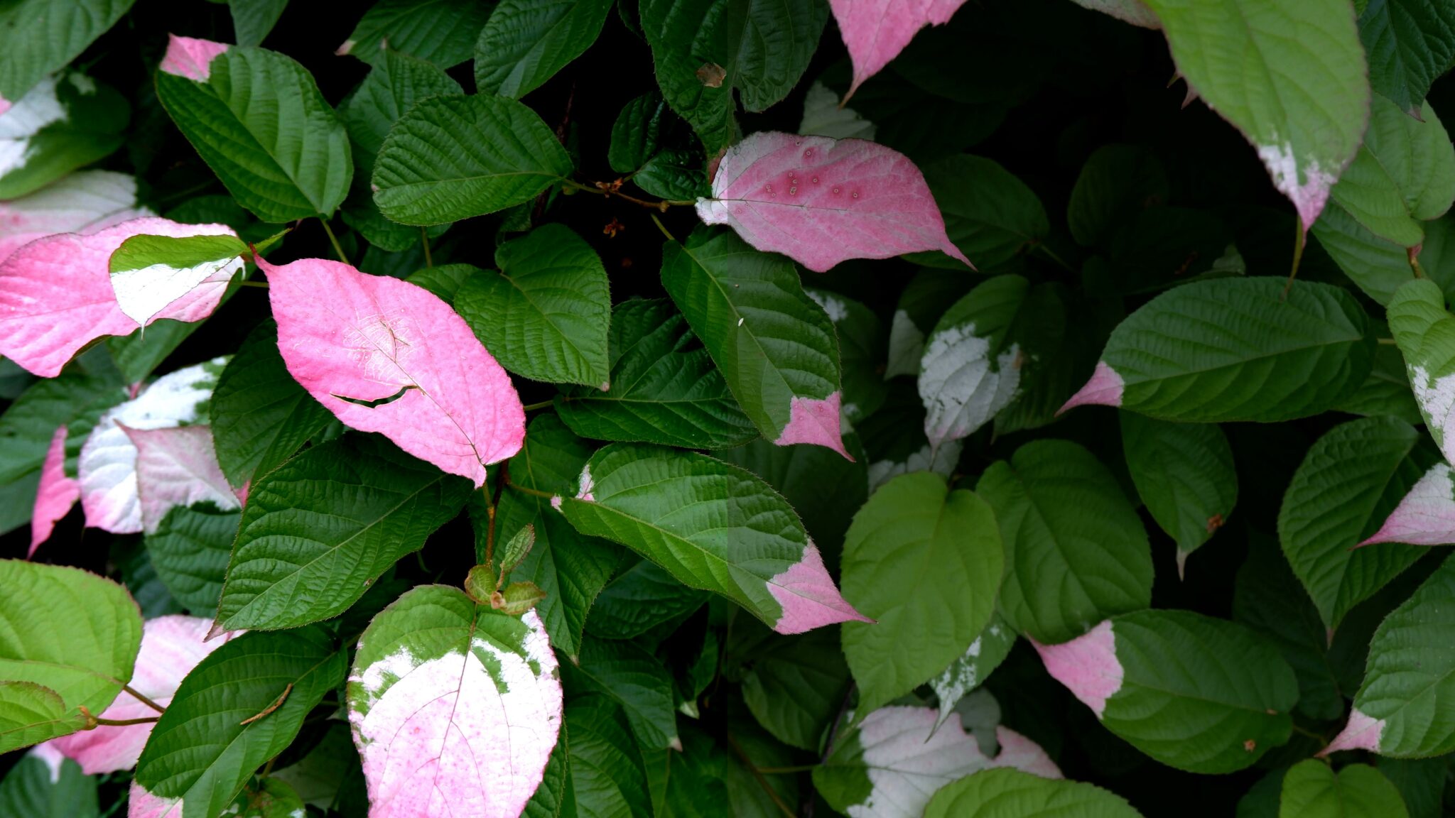 Fascinating Methamphetamine Facts: Uncovering Hidden Insights