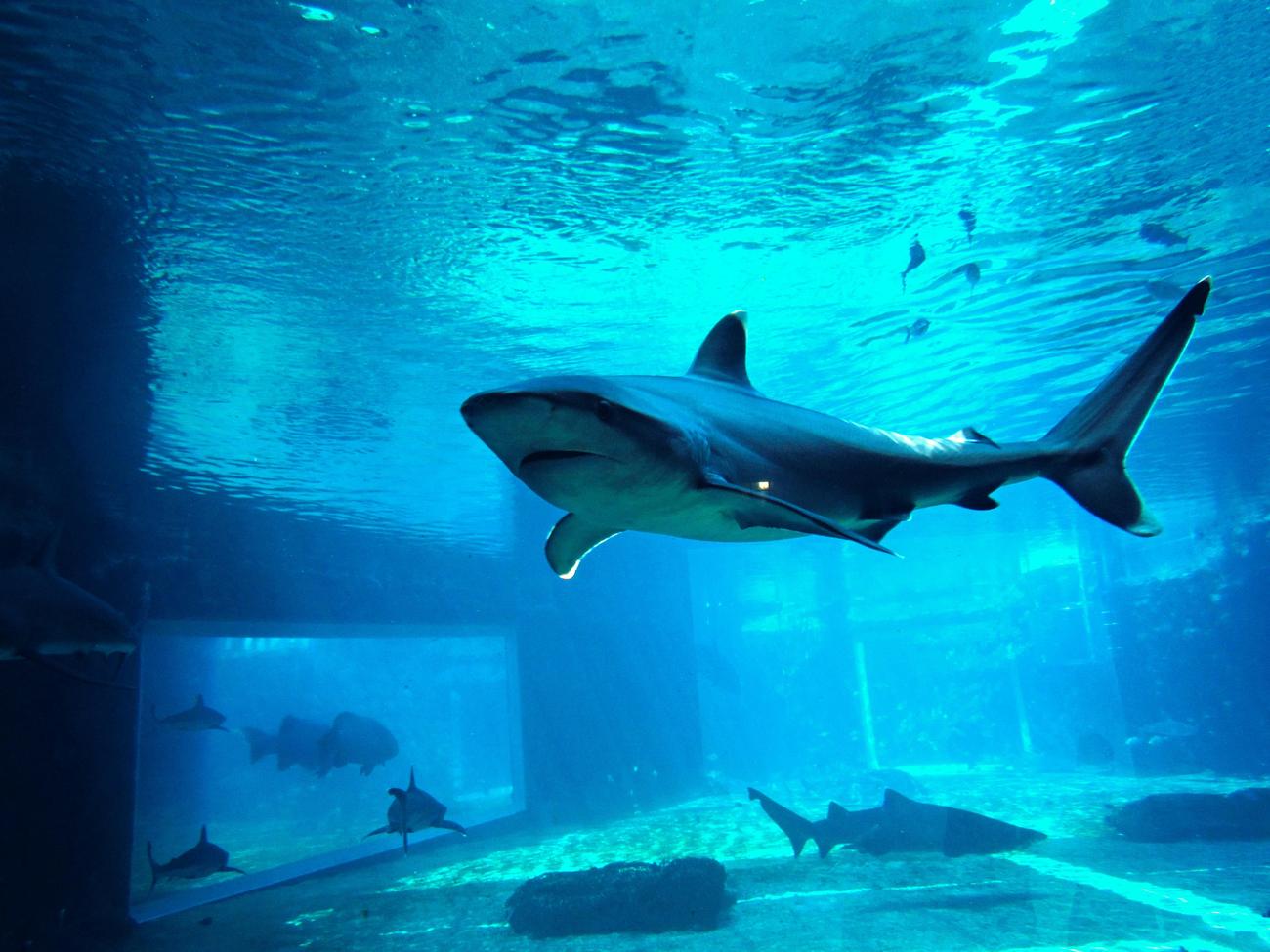 Dive into the Fun: Exploring Fascinating Shark Swimming Facts