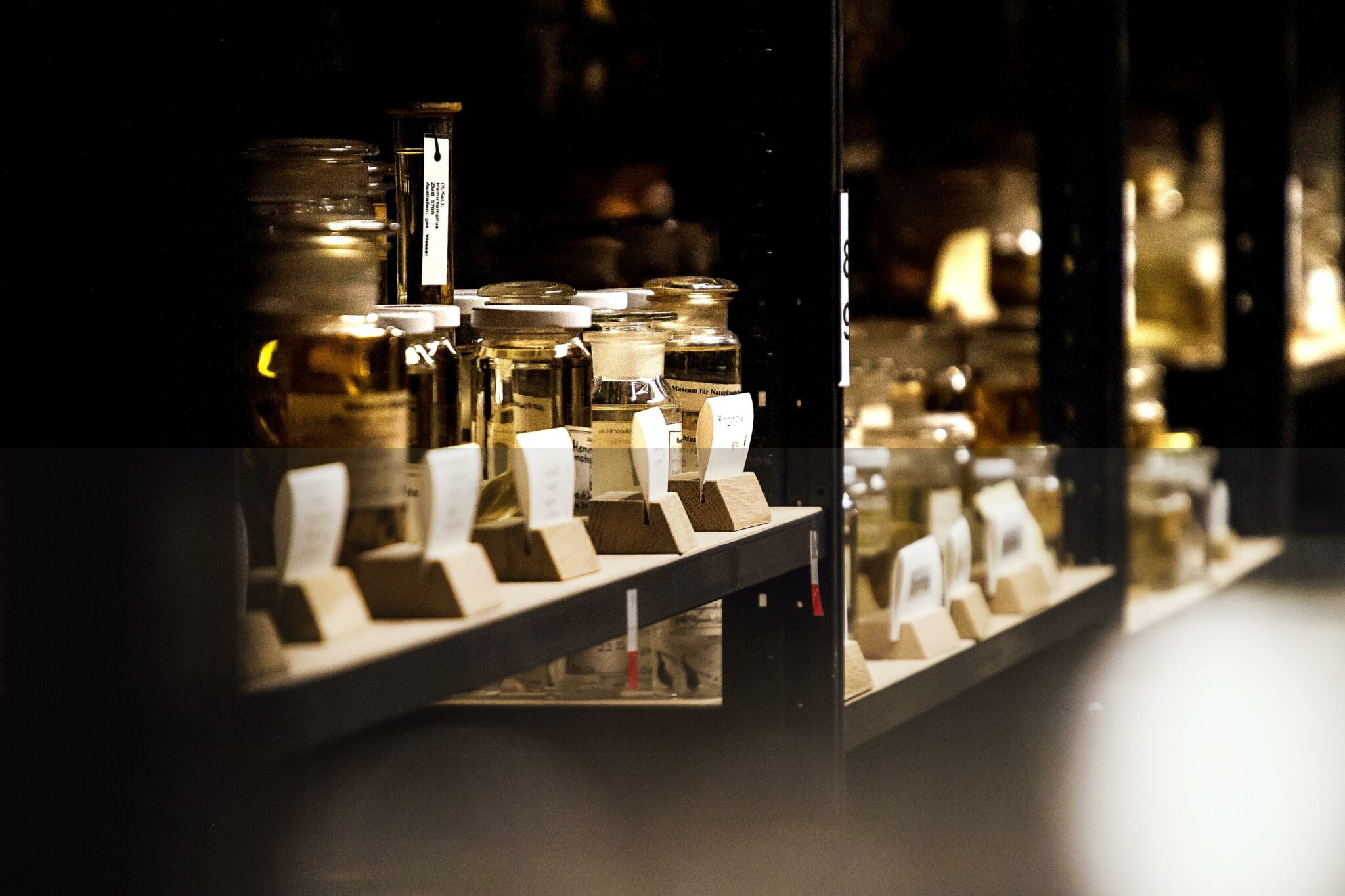 Discovering Ancient Treasures: Fascinating Fossil Facts for 6th Graders