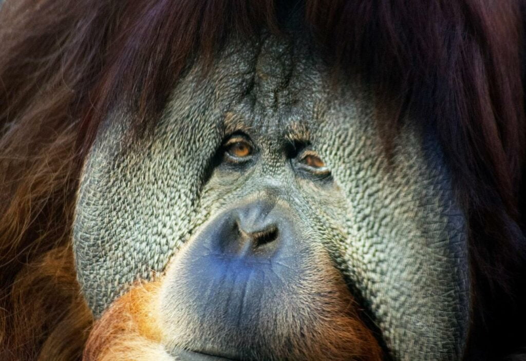 Unveiling the Intriguing Behavior of Orangutans: Insights from a ...