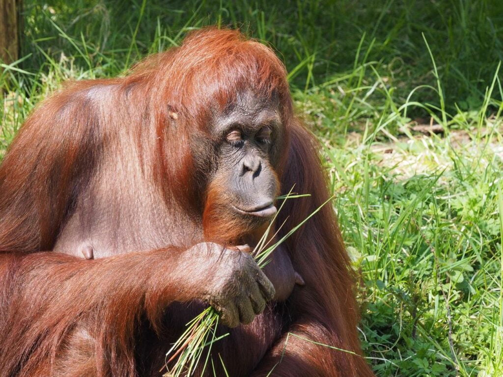 Unveiling The Genius of Orangutans: Unraveling Their Remarkable ...