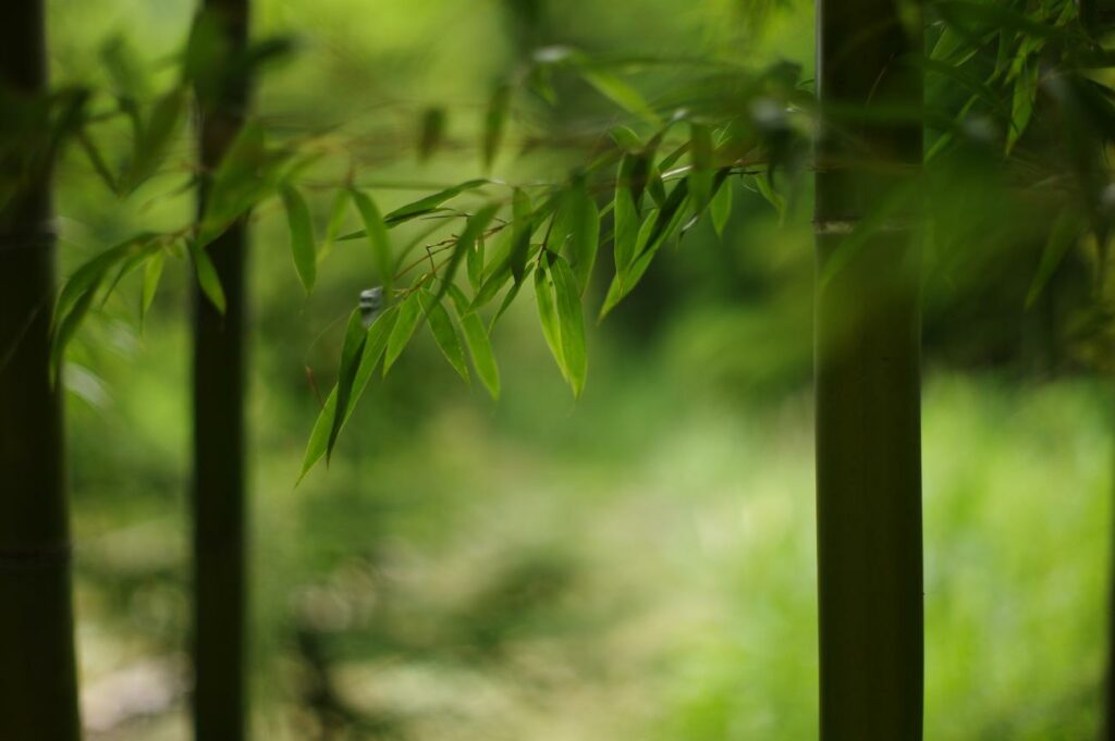 Bamboo Revealed: 10 Astonishing Facts You Need to Know