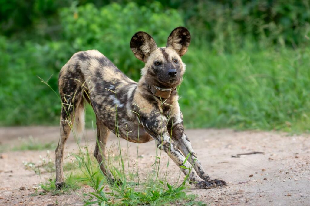 Discovering Malawi Animals: 10 Fascinating Facts