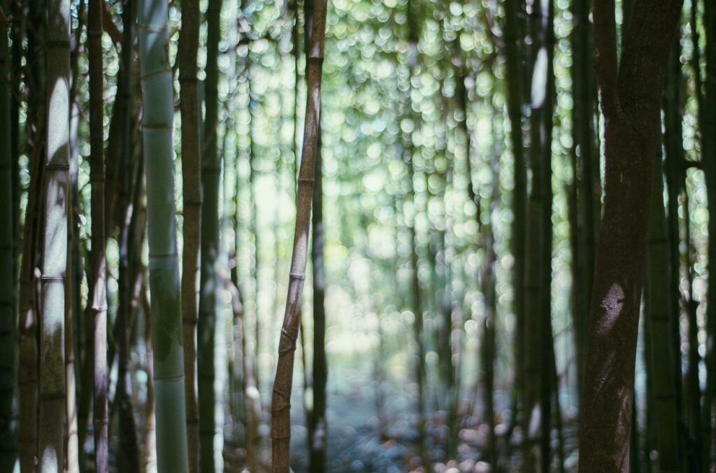 Bamboo Growth Patterns: Insights from an Expert Horticulturist