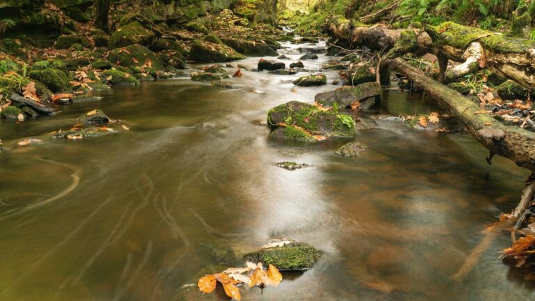 Unraveling the Durability of Cockroaches: Do They Crush Easily?