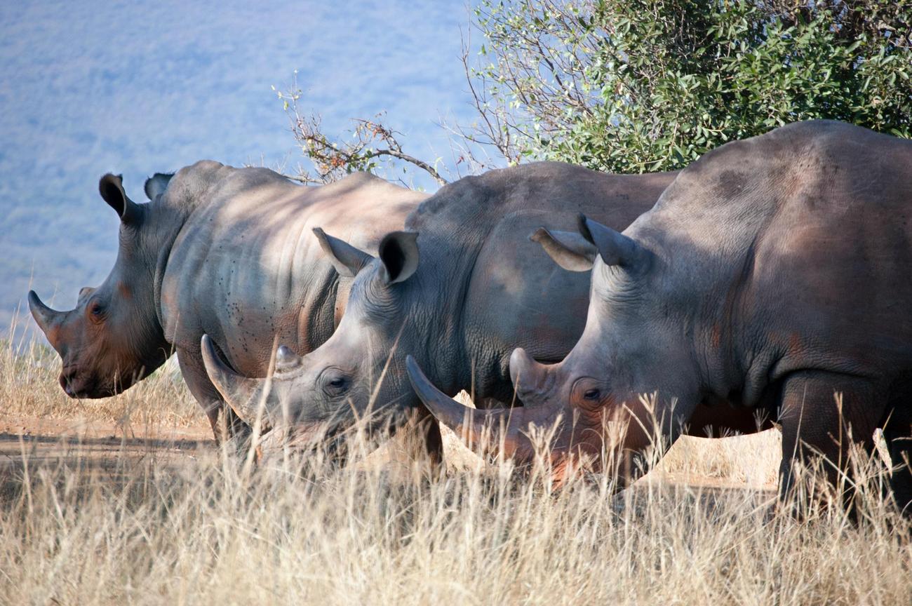 Discovering Malawi: Fascinating Wildlife Facts Revealed Discovering Malawi: Fascinating Wildlife Facts Revealed