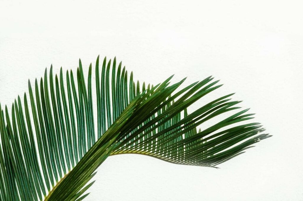 The Green Wonder: Exploring the Versatile Uses of Bamboo