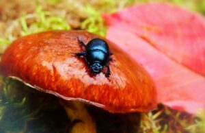 Fear Factors: Unraveling Cockroaches' Greatest Fears