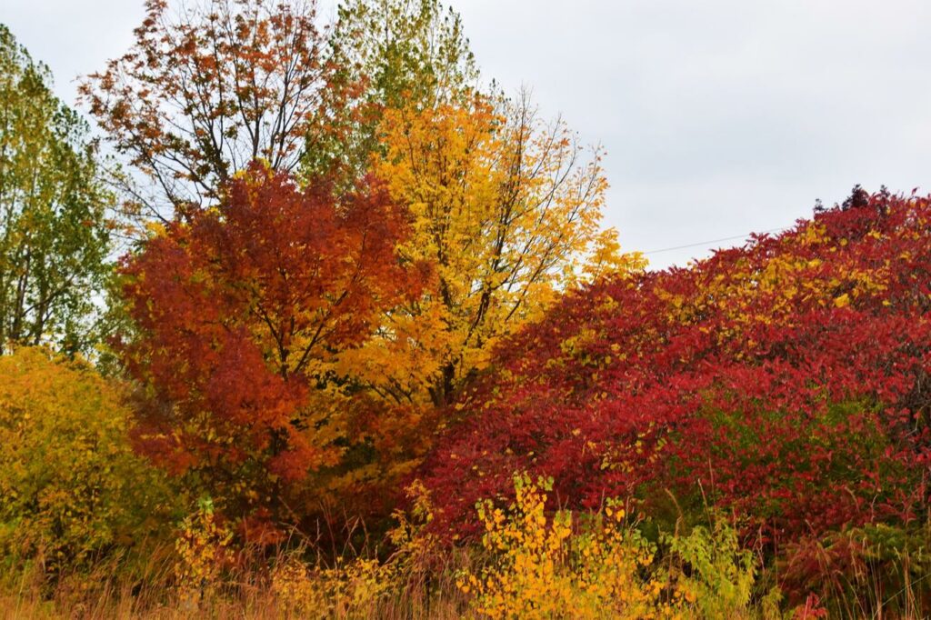 Exploring the Symbolic Significance of Maple Trees: Nature's Cultural Icons