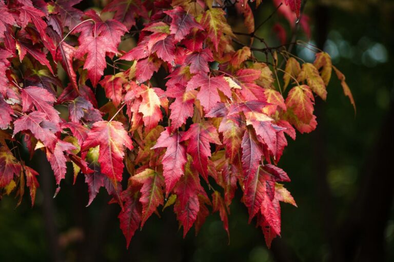 Why Maple is Famous: Exploring Its Culinary Significance