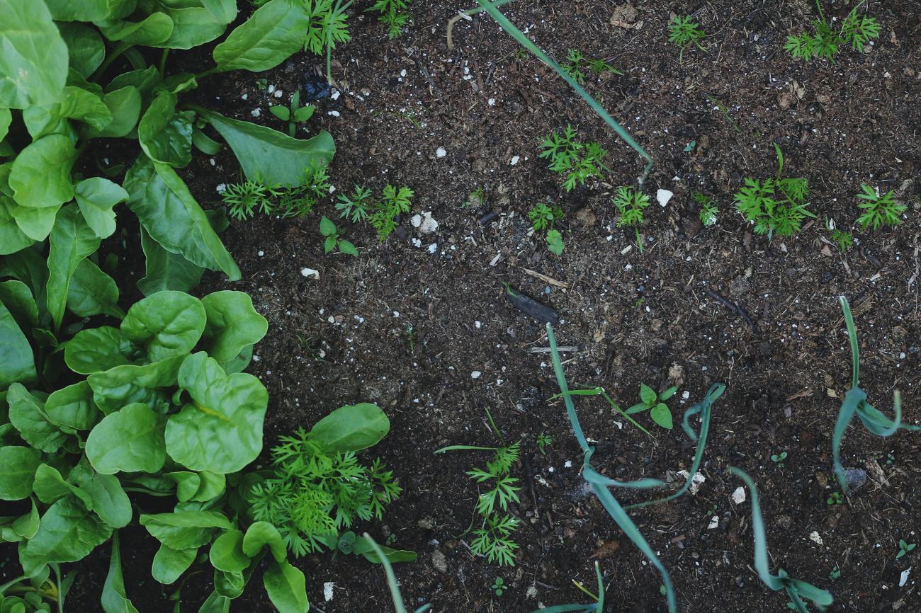 Sustainable Gardening: Exploring Efficient Composting Methods