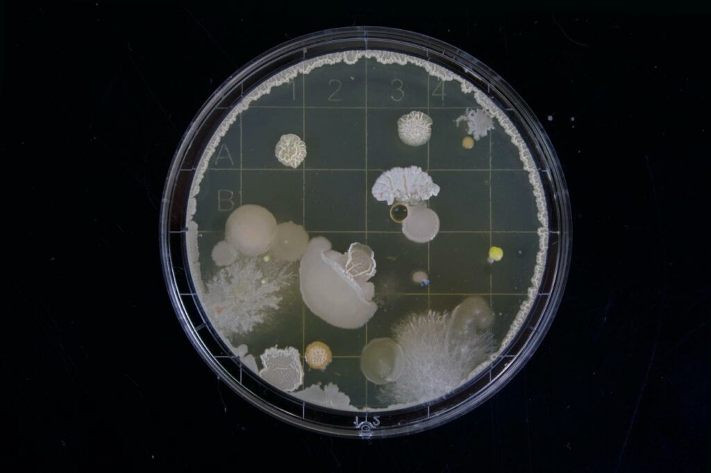 Mysteries Unveiled: The Captivating Properties of Slime Molds