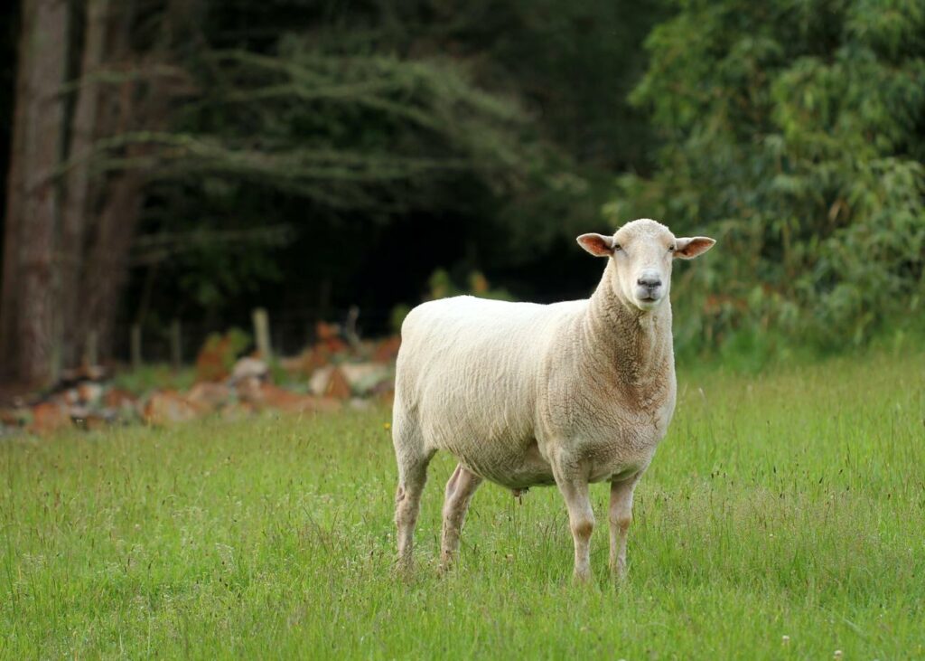 How Long Do Sheep Live? Factors Influencing Sheep Lifespan Explained