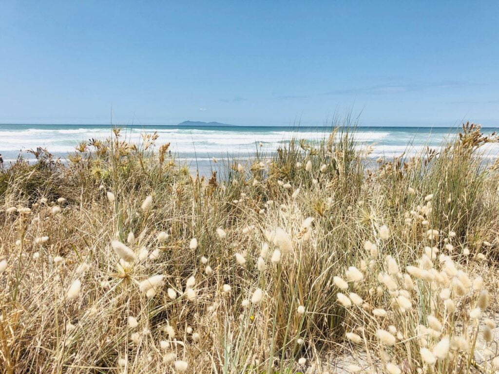 The Enigmatic World of Cotton Grass: Unveiling Nature's Intriguing Wonders