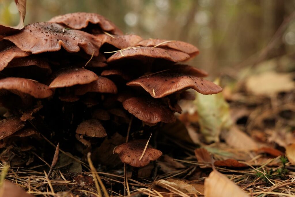 Fascinating Insights into Foot Fungus: Unveiling Intriguing Facts