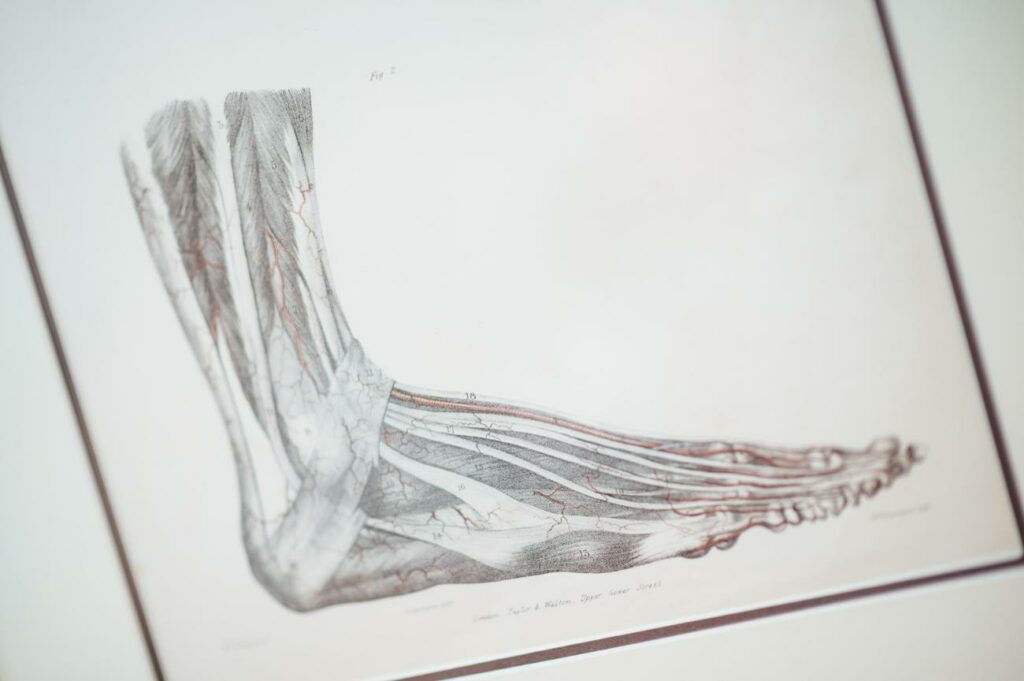 Wonderful Feet: Unveiling the Strange Facts of Human Foot Anatomy
