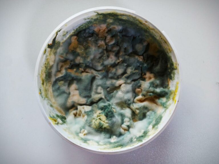 What Does Mold Smell Like? A Scientist's Insight