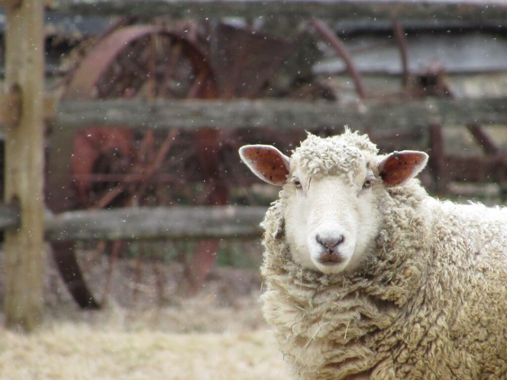 Understanding the Distinction: Lamb vs. Sheep