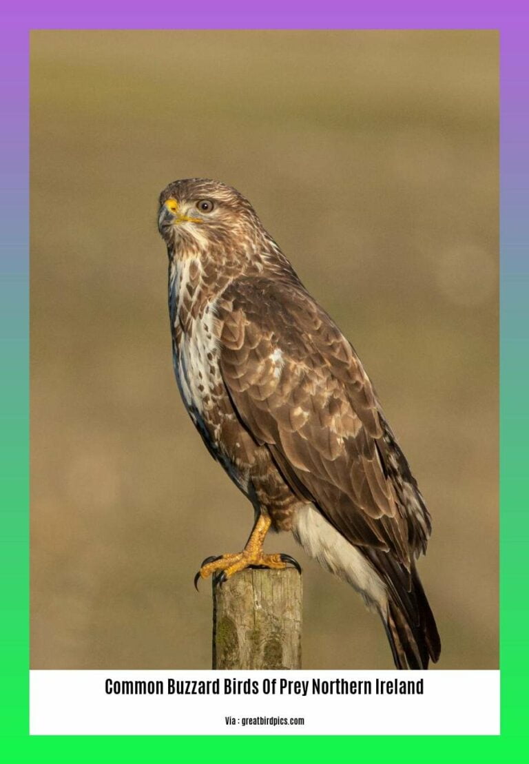 The Majestic Common Buzzard: Birds of Prey in Northern Ireland's Skies