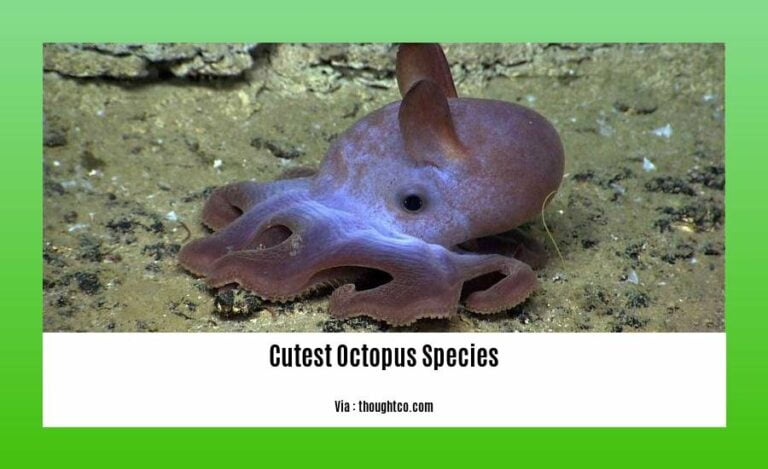 Explore the Enchanting World of the Cutest Octopus Species: A Marine ...