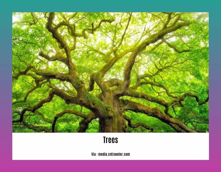 Discover Fascinating Did You Know Facts About Trees: Unveiling the ...