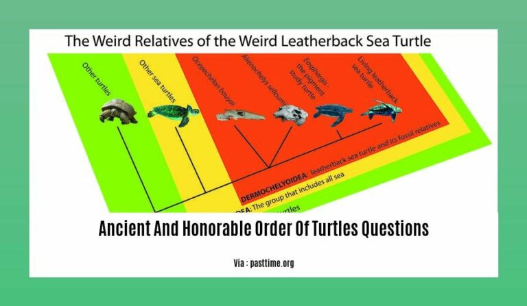 Unveiling the Secrets: Ancient and Honorable Order of Turtles Questions ...