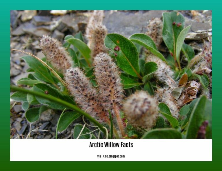 Discover the Fascinating Arctic Willow Facts: Unveiling Nature's ...