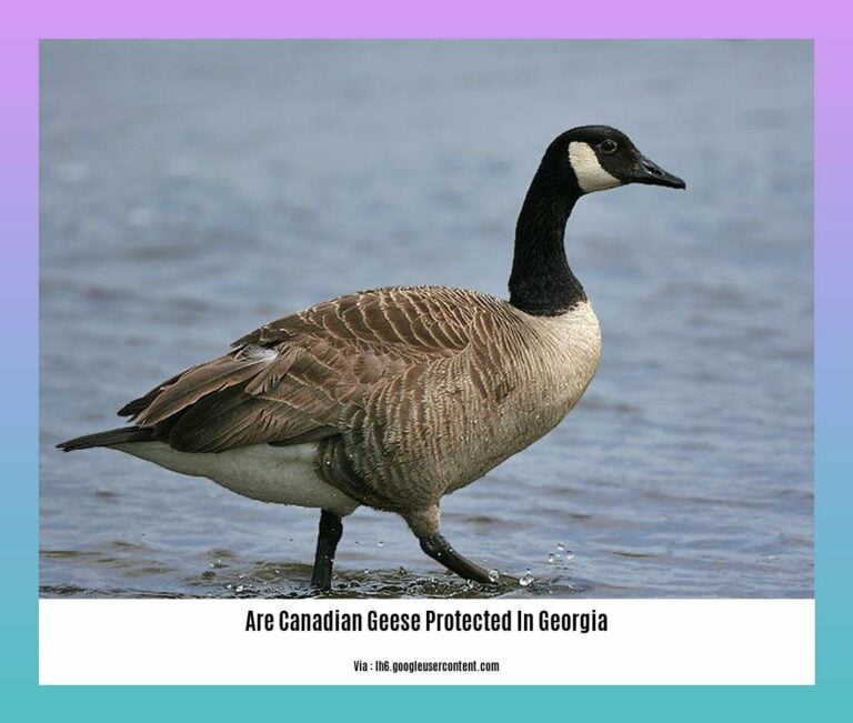 Are Canadian Geese Protected in Georgia? Understanding Wildlife Laws ...