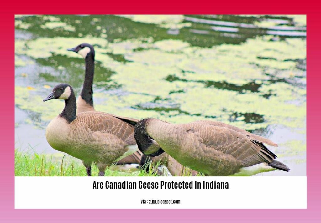 Understanding the Legal Protection: Are Canadian Geese Protected in ...