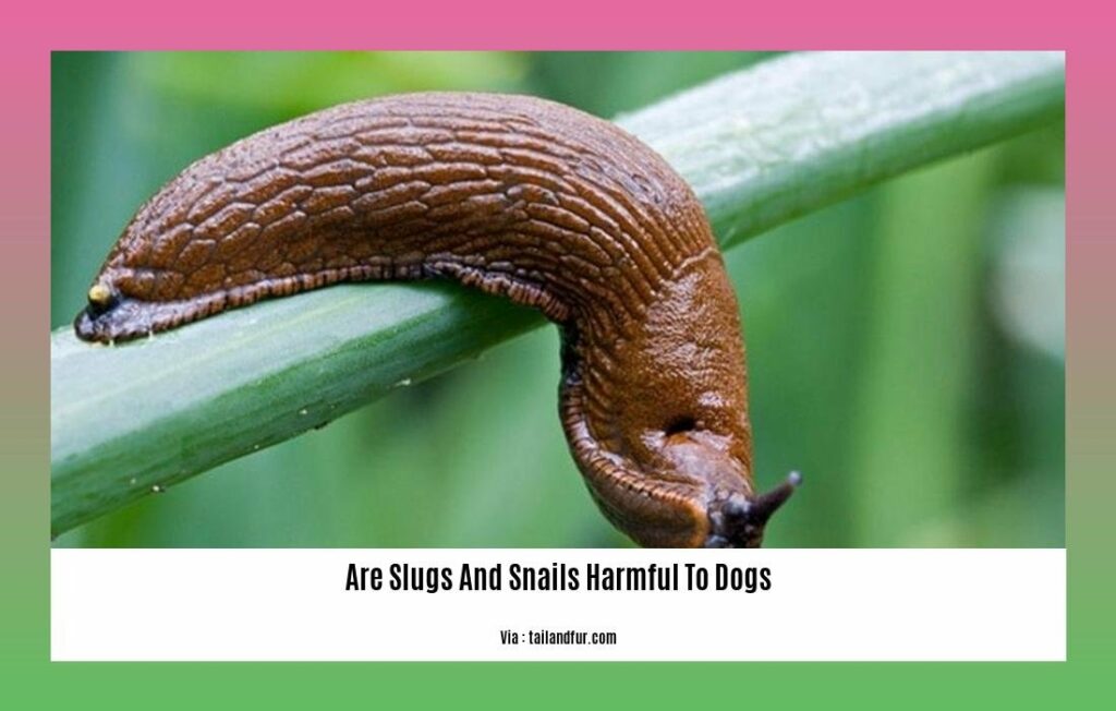 Are Slugs and Snails Harmful to Dogs? Understanding the Potential ...