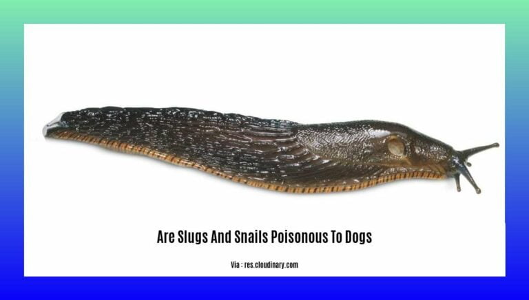 Understanding the Risk: Are Slugs and Snails Poisonous to Dogs?