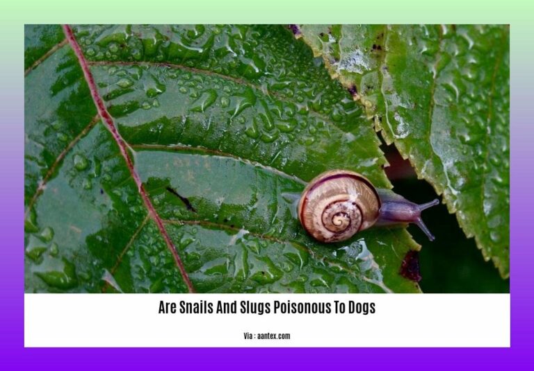 Are Snails and Slugs Harmful to Dogs? Unveiling the Hidden Dangers for ...