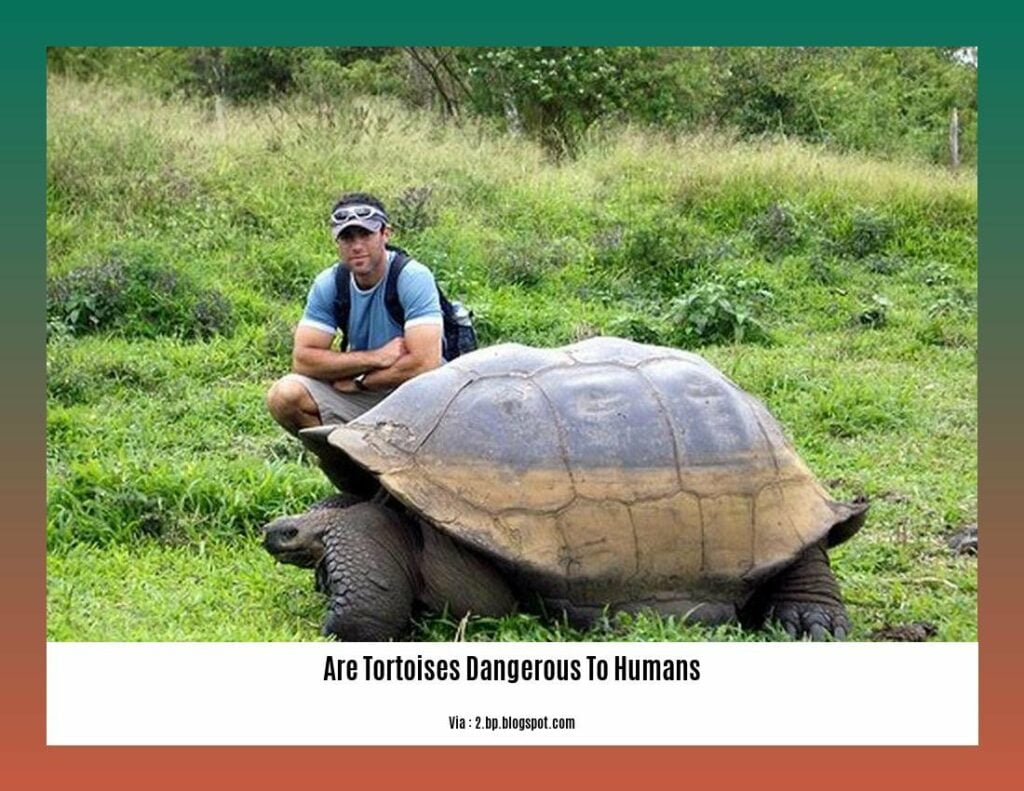 Are Tortoises Dangerous to Humans? A Seasoned Wildlife Researcher and ...