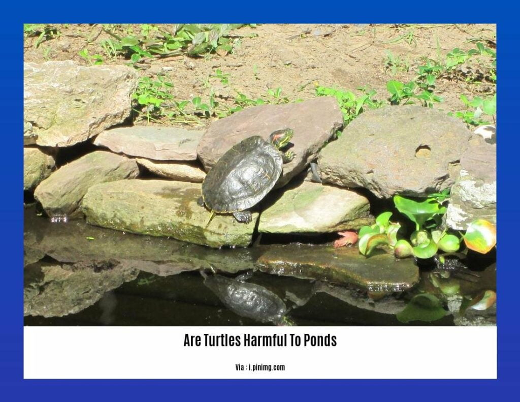 Are Turtles Harmful to Ponds? Understanding the Impact of Turtle ...