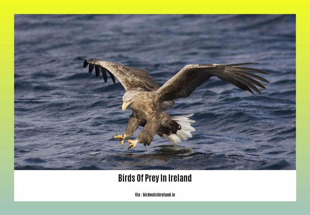 Birds of Prey in Ireland: An In-Depth Exploration of Ireland's Majestic ...