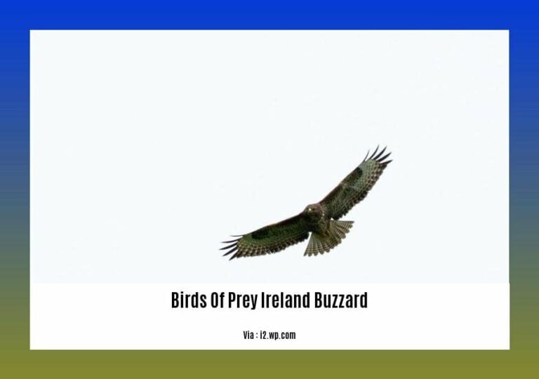 The Majestic Buzzards of Ireland: Exploring the Avian Diversity of ...