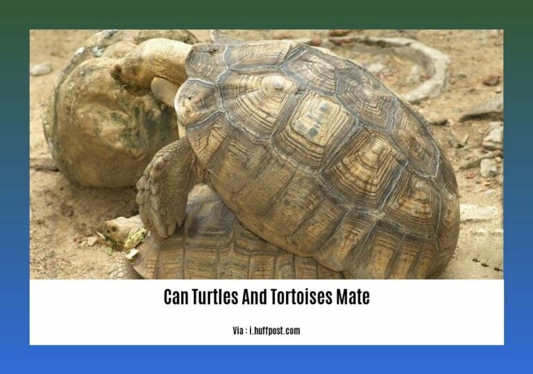 Are Tortoises Dangerous to Humans? A Seasoned Wildlife Researcher and ...
