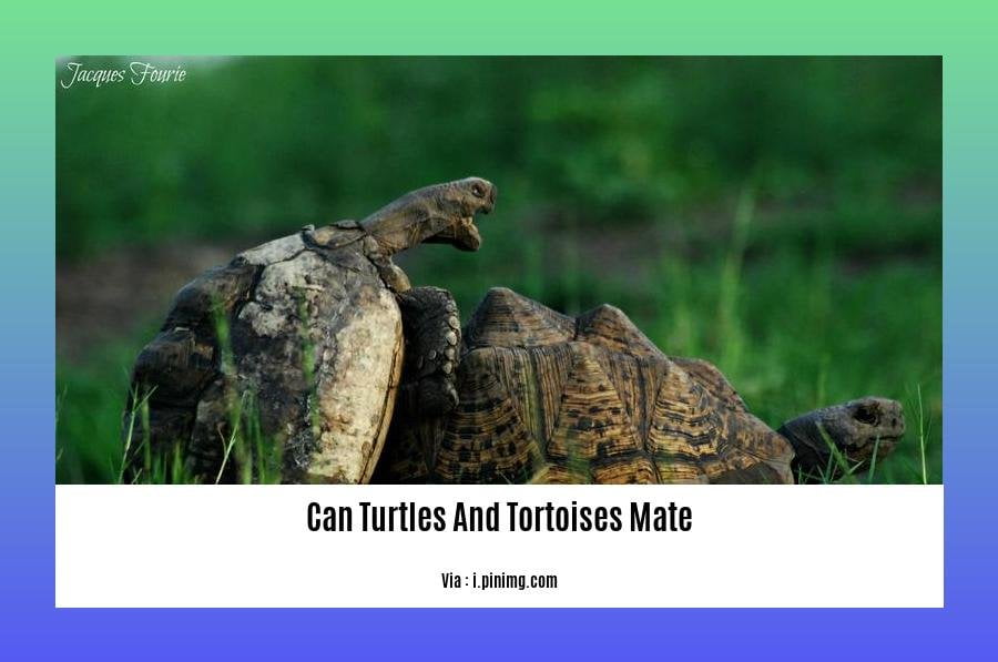 Can Turtles and Tortoises Mate? Exploring the Compatibility and ...